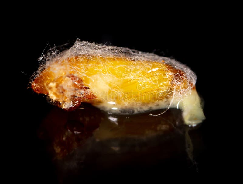 Close-up of a Cocoon with a Worm on a Black Stock Image - Image of silk ...