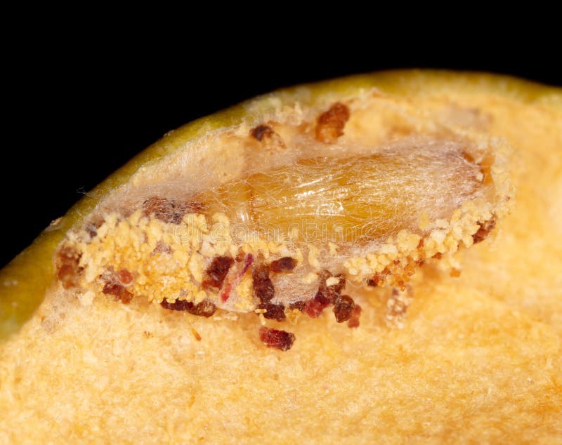 Close-up of a Cocoon with a Worm on a Dried Apple Stock Photo - Image ...