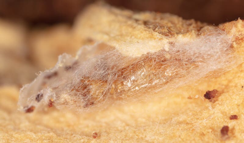 Close-up of a Cocoon with a Worm on a Dried Apple Stock Image - Image ...