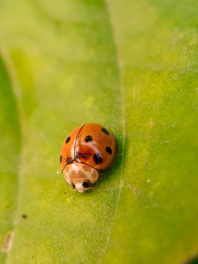 Close-up of Coelophora Inaequalis, the Variable Ladybug, Common ...