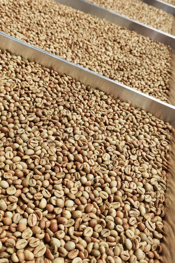 Close Up of Coffee Beans Drying Stock Image - Image of cafe, mocha ...
