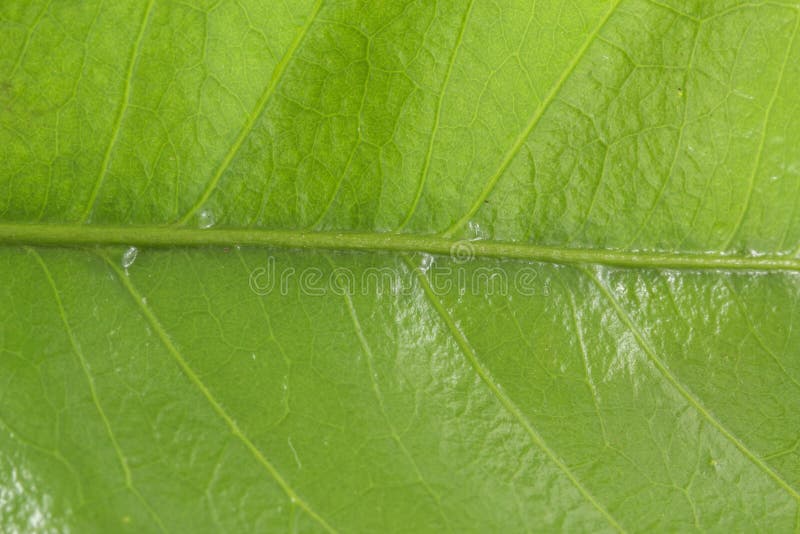 Coffee leaf stock image. Image of drip, drops, macrocosm - 388403