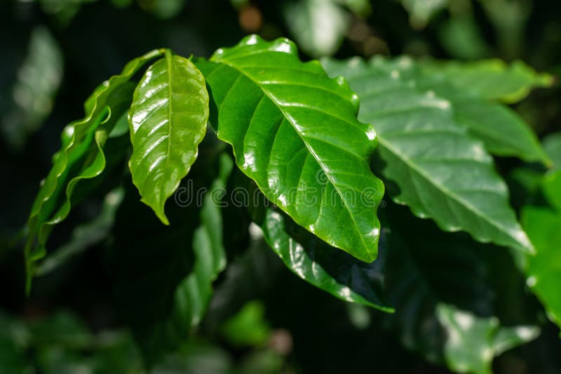 Close Up Coffee Leave on Coffee Tree Stock Photo - Image of seed, tree ...