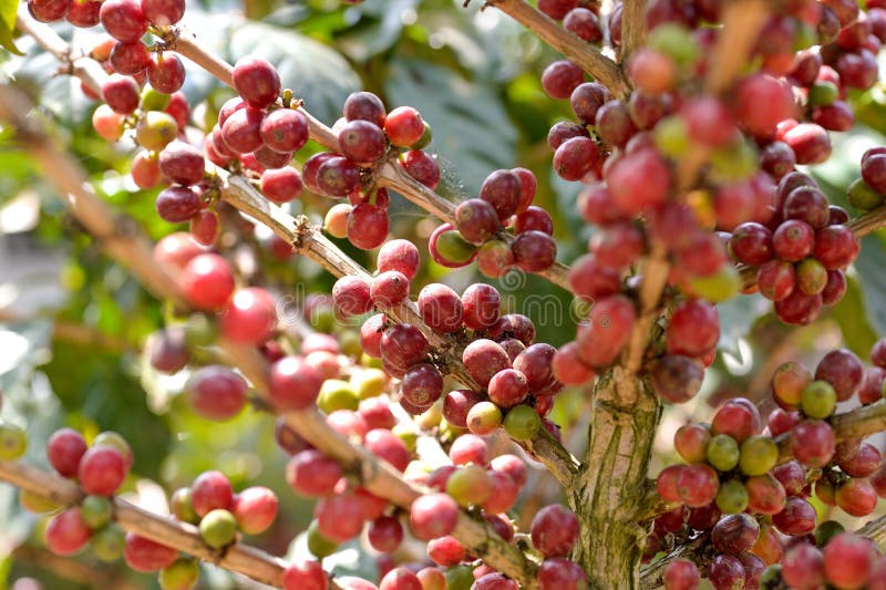 Coffee on tree stock image. Image of grow, fresh, flower - 119231619