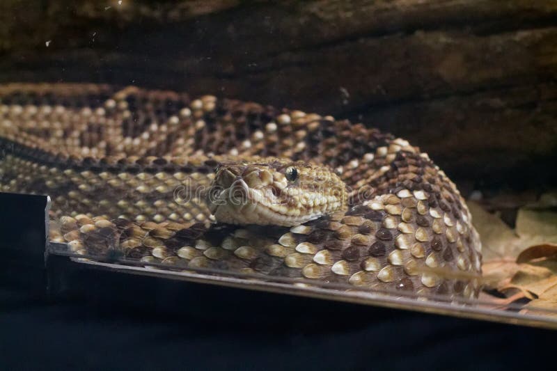 Close-up of a Coiled Snake in Enclosure Stock Illustration ...