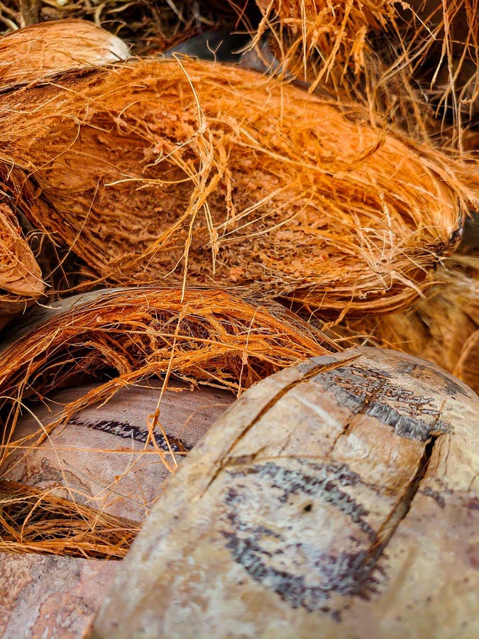 Close up coir stock photo. Image of twig, food, trunk - 232038502
