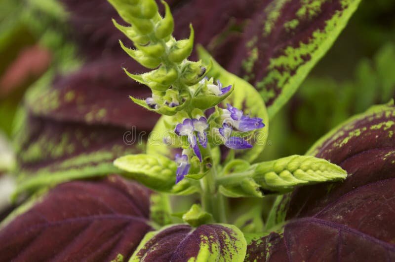 Close up coleus stock image. Image of spring, leaf, nature - 29896223