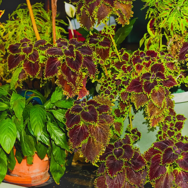 Close-up of Coleus Plants Potted in a Backyard Garden Stock Photo ...