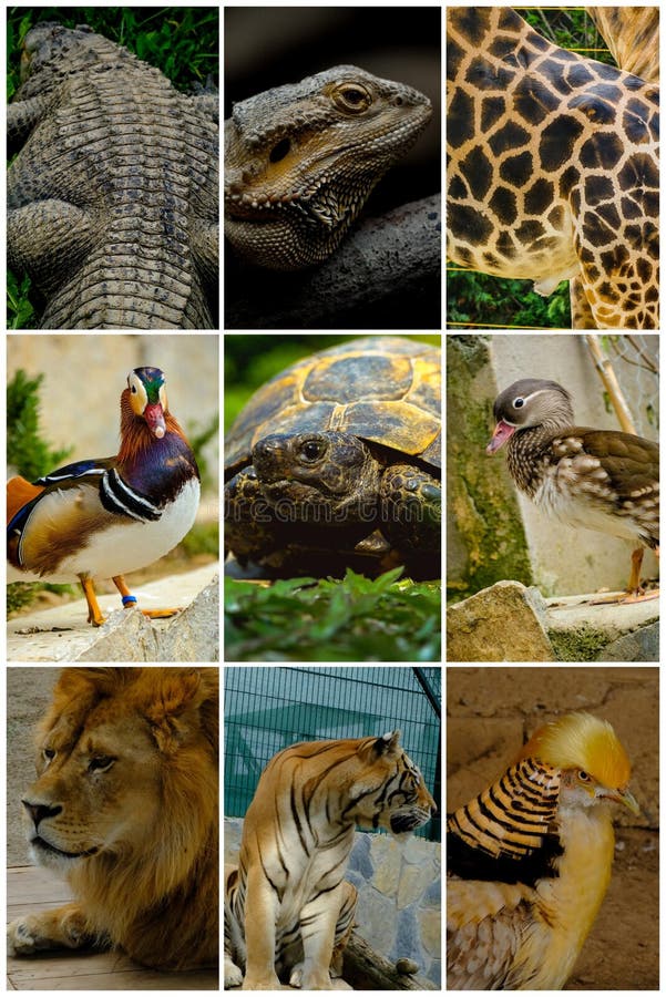 Different Animals Collage Horse Stock Photos - Free & Royalty-Free ...