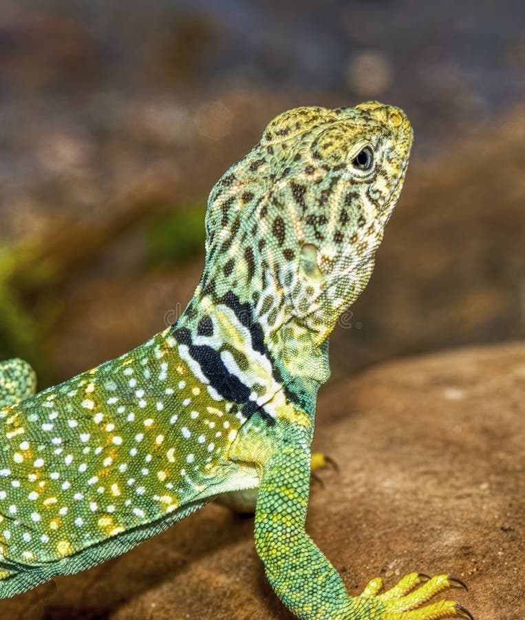 Close Up of Collared Lizard Stock Image - Image of vibrant, green ...
