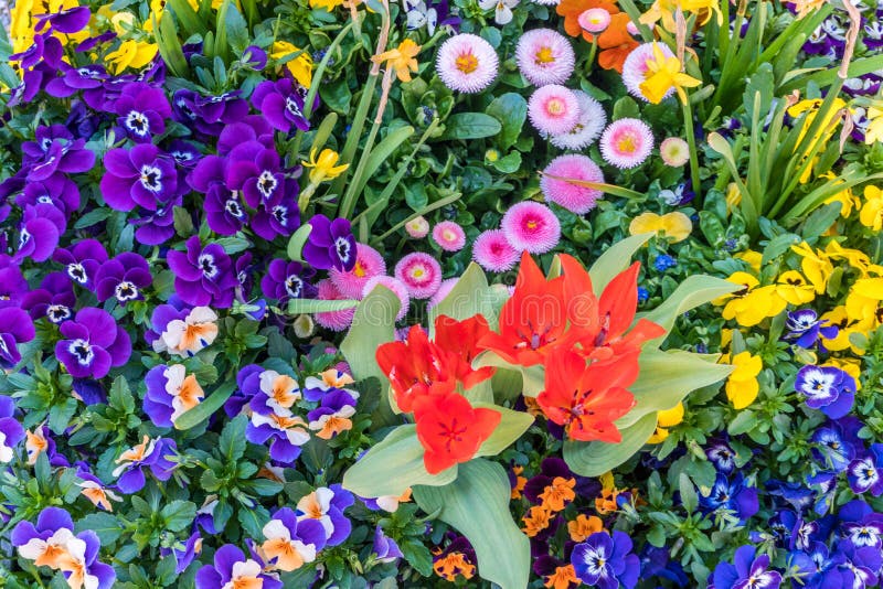 Close Up of a Collection of Decorative Flowers in a Flower Pot in the ...