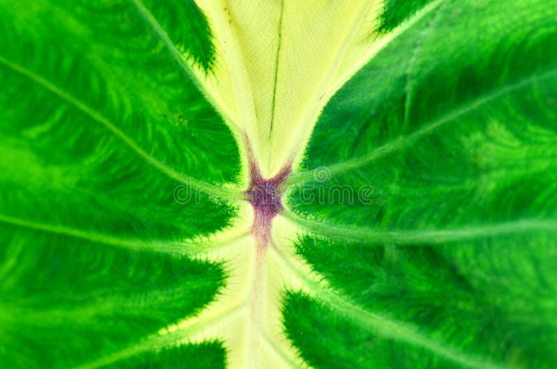 Close up colocasia plant stock image. Image of bright - 329715181