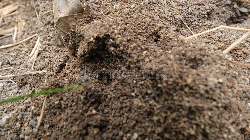Close Up Colony of Red Fire Ants in Nature. Stock Video - Video of fire ...