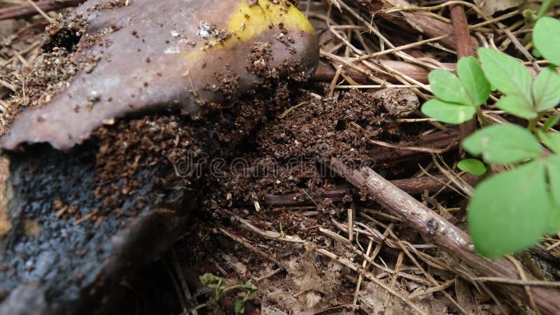 Close Up Colony of Red Fire Ants in Nature. Stock Video - Video of ...
