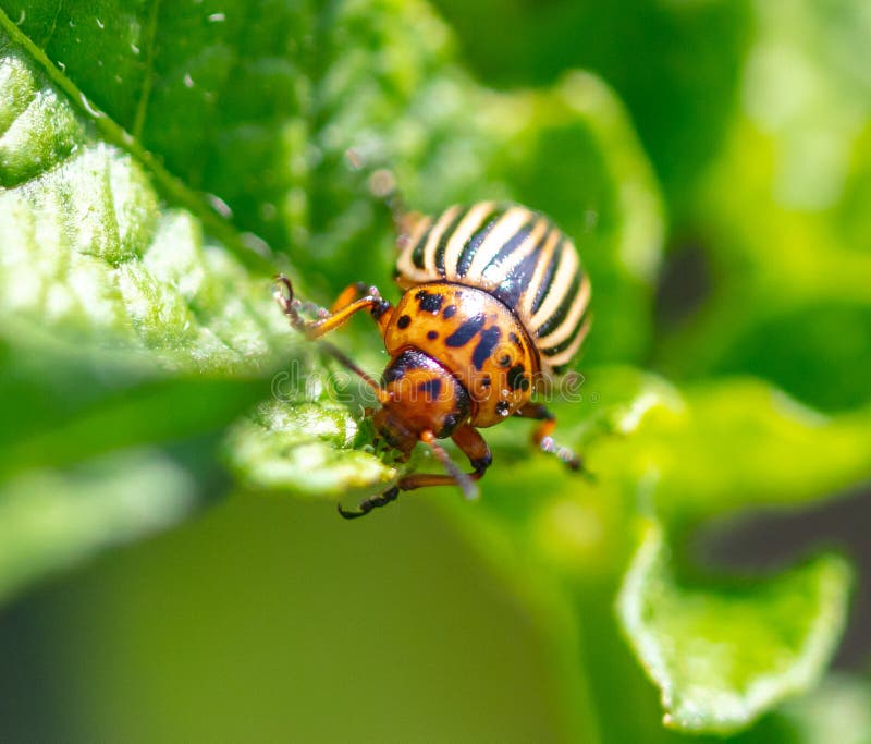 Close-up of Colorado Potato Beetle on Potato Leaves. Stock Photo ...