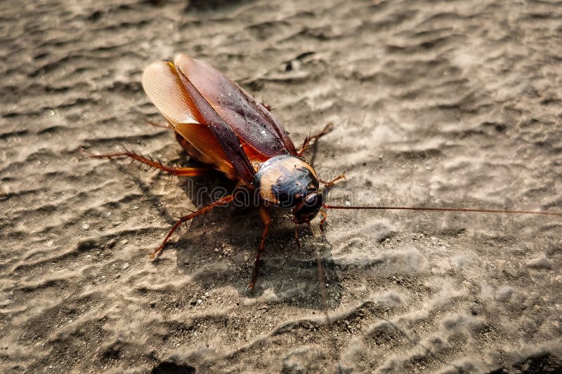 Cockroach stock photo. Image of colored, cockroach, ground - 338768868