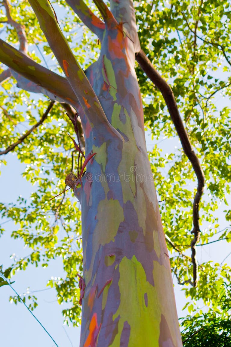 804 Rainbow Eucalyptus Tree Stock Photos - Free & Royalty-Free Stock ...