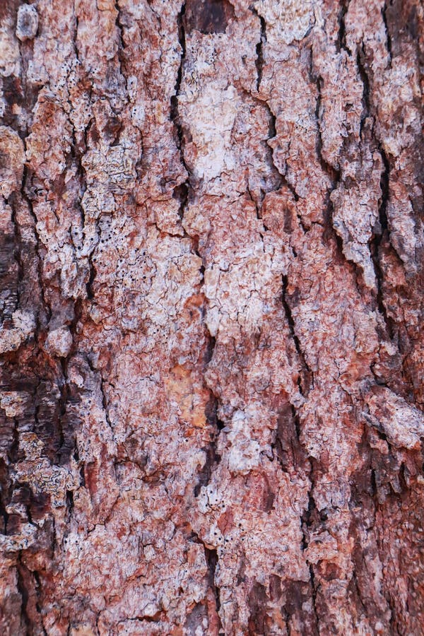 Colorful of the Bark for Background Stock Image - Image of background ...