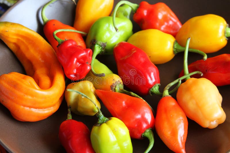 Colorful Chili Peppers on Table with Place Mat Stock Photo - Image of ...