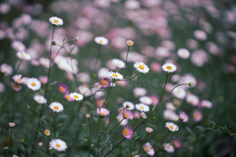 Close-up Colorful Daisies Flower Fields in Full Bloom Stock Image ...