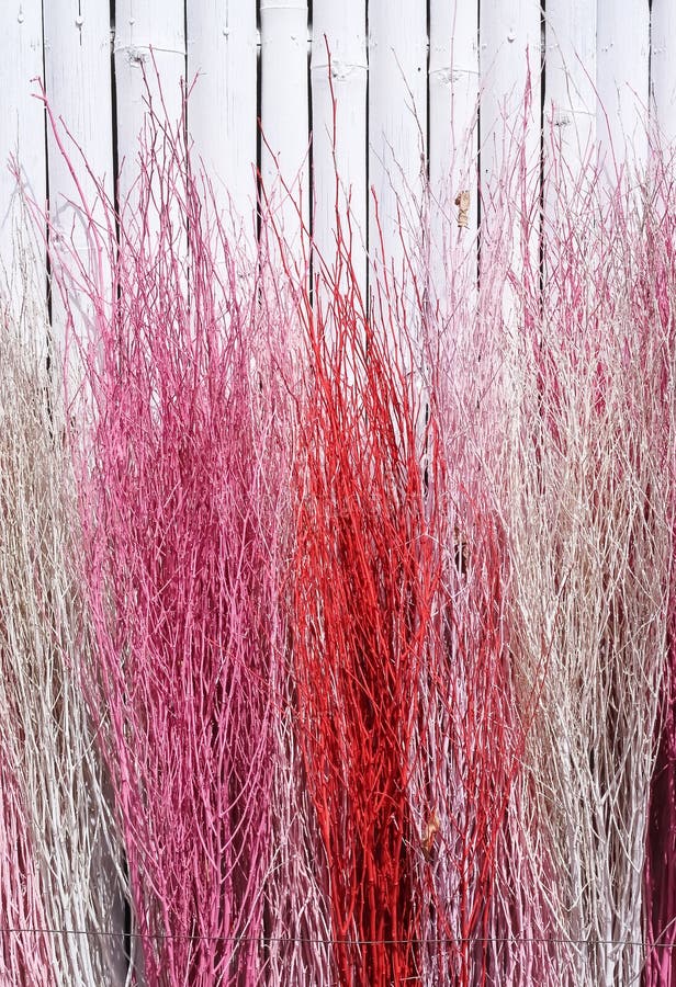Colorful Dried Grass with Pink Red Paint Patterns on White Wall ...