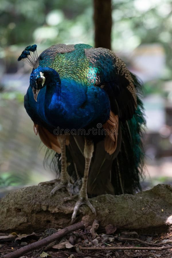 Side View of Beautiful Indian Peacock Stock Photo - Image of parrot ...
