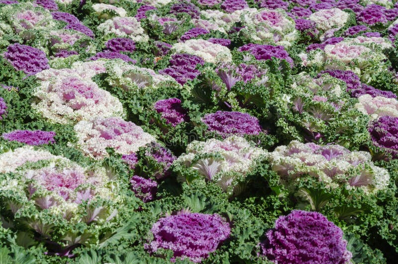 Close Up Colorful Field of Crops Stock Photo - Image of closeup, group ...