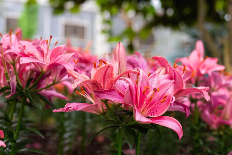 Close-up of Colorful Flowers Stock Photo - Image of tulip, season ...
