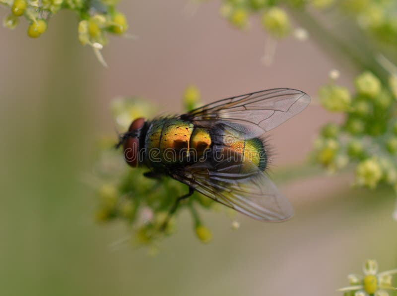 Close-up Colorful Fly stock photo. Image of translucent - 39792736