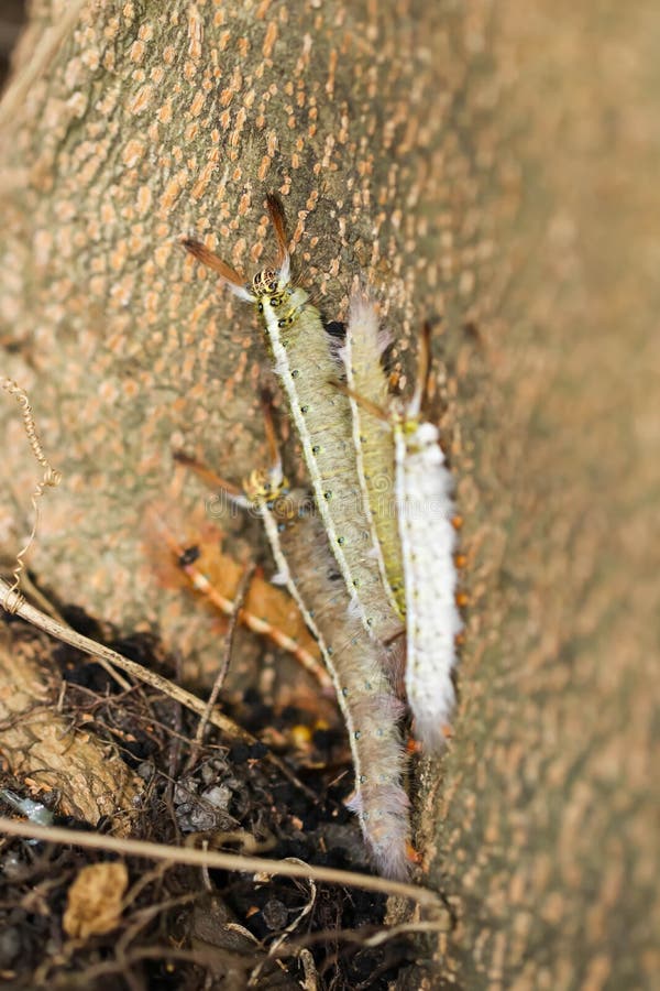 Close Up of Colorful Group Worm Stock Image - Image of nature, little ...