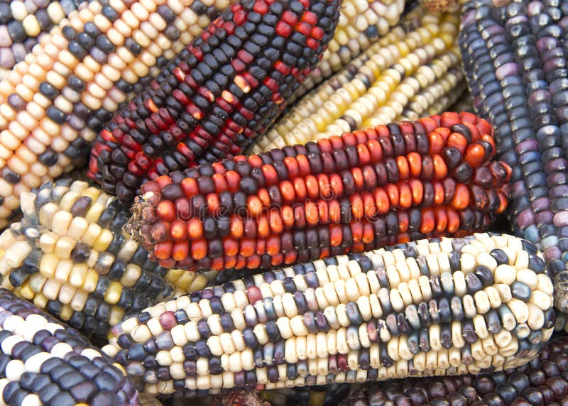 Close Up on Colorful Indian Corn Stock Image - Image of indian, harvest ...
