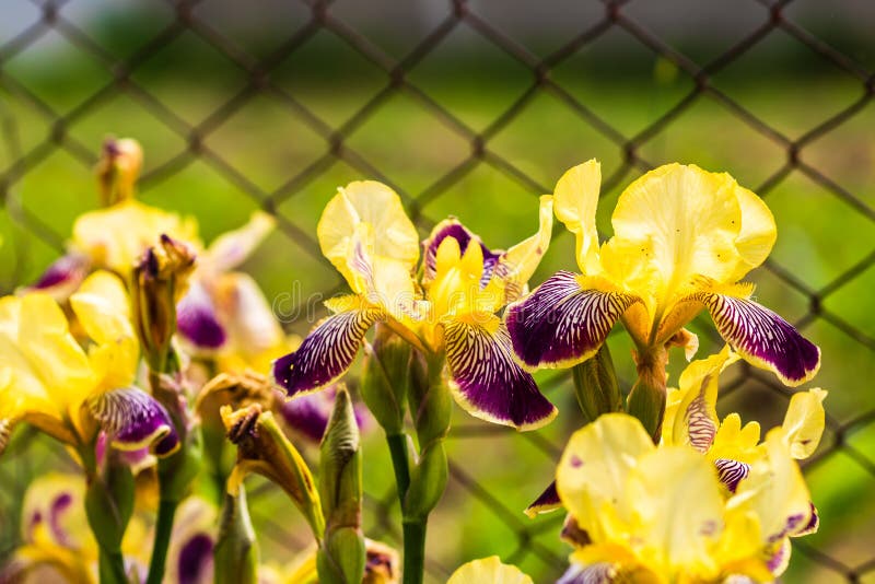Close Up of Colorful Iris Flowers Isolated in a Garden Stock Image ...