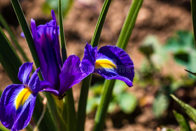 Close Up of Colorful Iris Flowers Isolated in a Garden Stock Photo ...