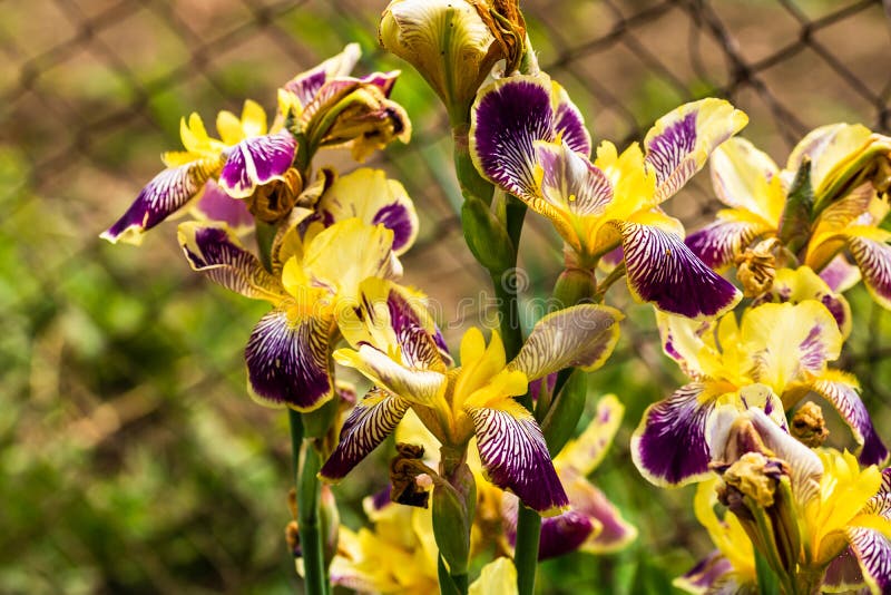 Close Up of Colorful Iris Flowers Isolated in a Garden Stock Image ...