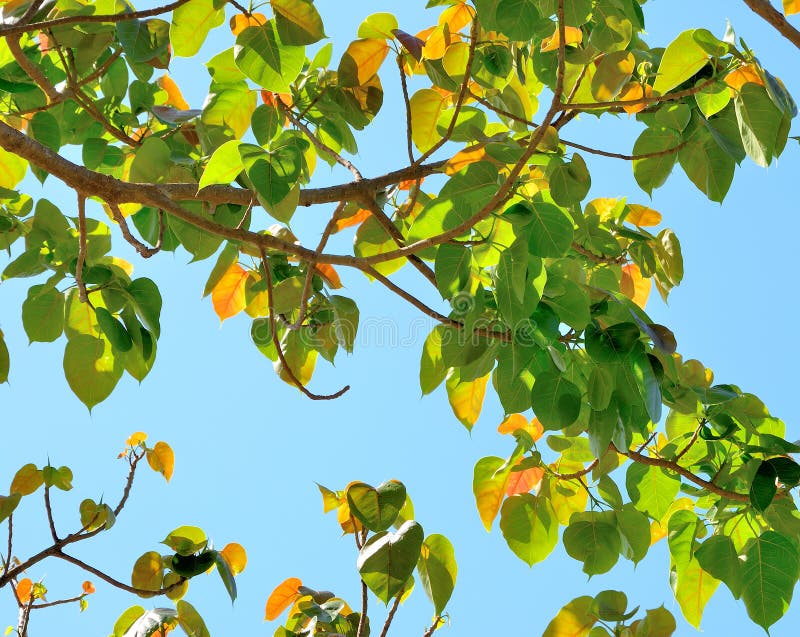 Colorful Leaf on Branch Blue Sky Background Stock Photo - Image of ...