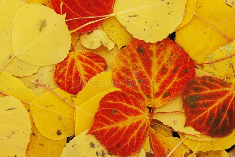 Close up of colorful leafs stock image. Image of autumn - 32799483