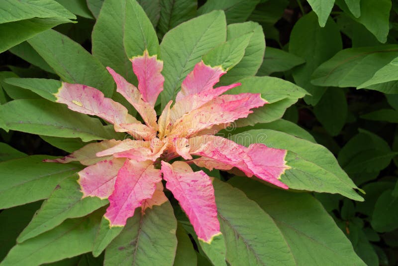 Close-up Colorful Leaves of Tropical Tree Stock Photo - Image of leaf ...