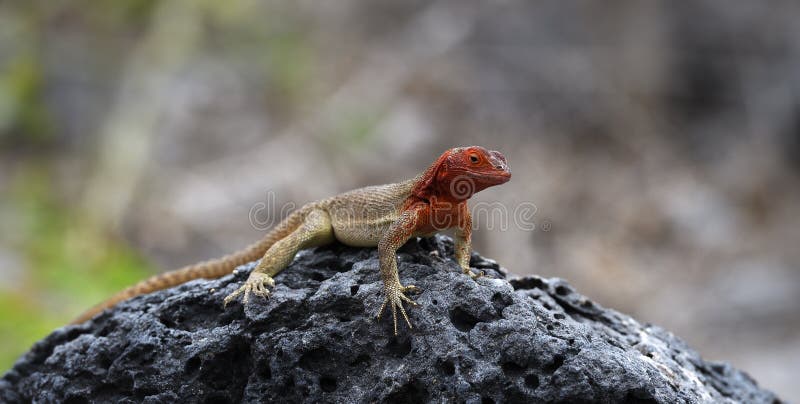 Lizard on Galapagos Islands Stock Photo - Image of ecuador, darwin ...