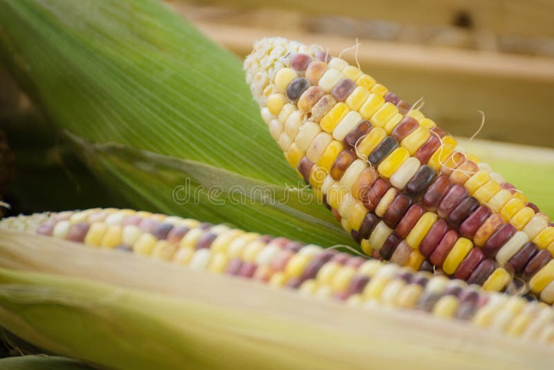 Close Up of Colorful Maize or Corn.Thailand. Stock Image - Image of ...