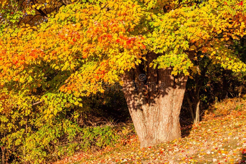 Close-up of Colorful Maple Leaves in October Stock Image - Image of ...