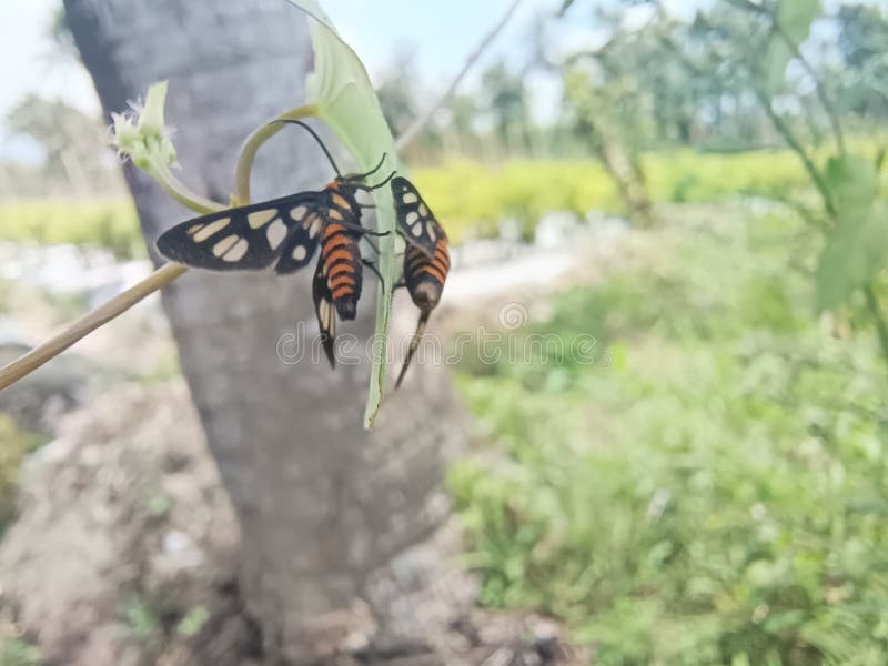 Close-Up of Colorful Moths on Leaf in Natural Habitat Stock Image ...