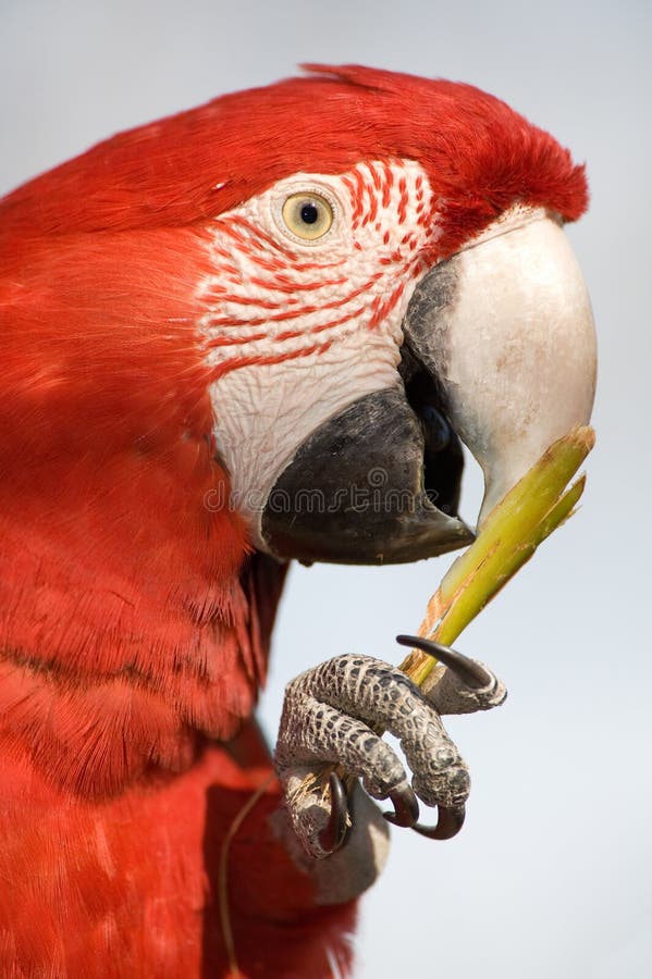 Parrot eating carrot stock photo. Image of look, speak - 3861316