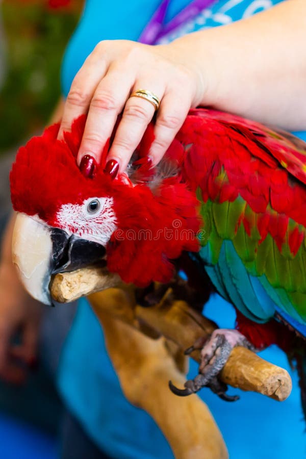 Close Up Of Colorful Scarlet Macaw Parrot And Woman& X27;s Hand. Stock ... Close Up Of Colorful Scarlet Macaw Parrot And Woman& X27;s Hand. Stock ...