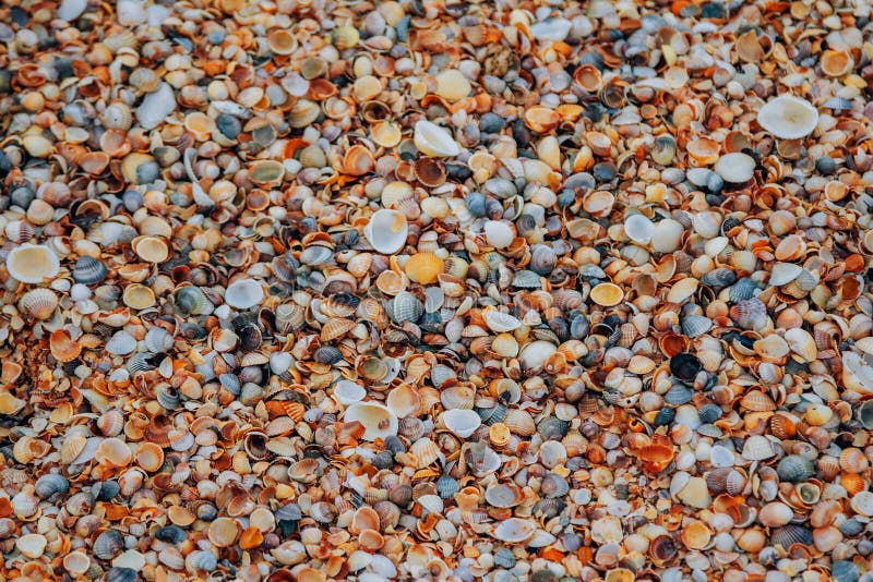 Colorful seashells. stock image. Image of background - 19848551