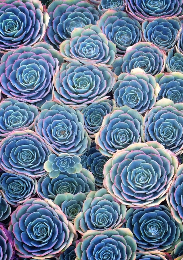 Colorful Succulent Plants in White Pot Stock Image - Image of flora ...