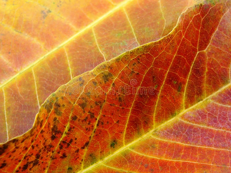 Close Up of Colorful Textures Leaf Colors Stock Image - Image of leaf ...
