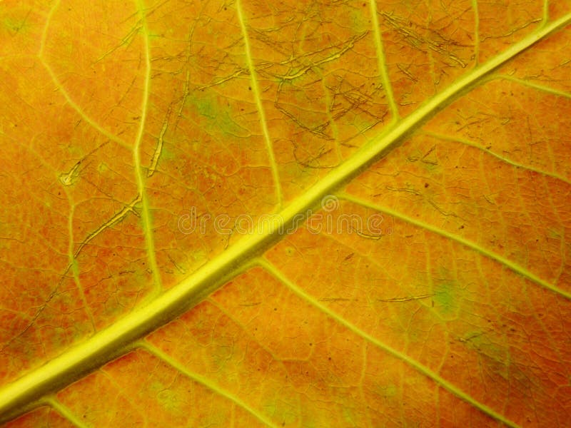 Close Up of Colorful Textures Leaf Colors Stock Image - Image of nature ...