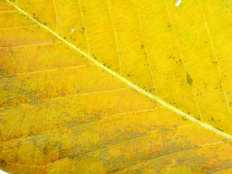 Close Up of Colorful Textures Leaf Colors Stock Photo - Image of botany ...
