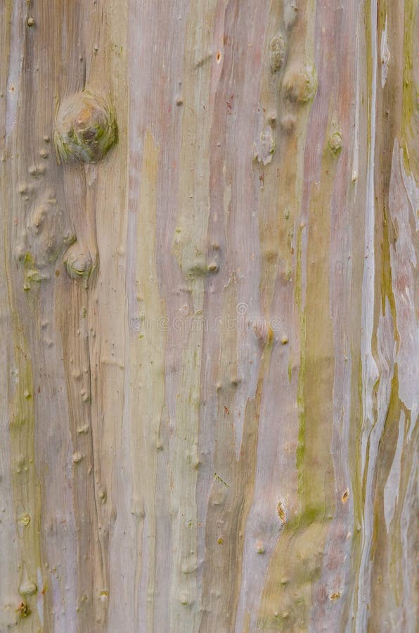 Colorful Trunk of the Rainbow Eucalyptus Tree. Stock Image - Image of ...
