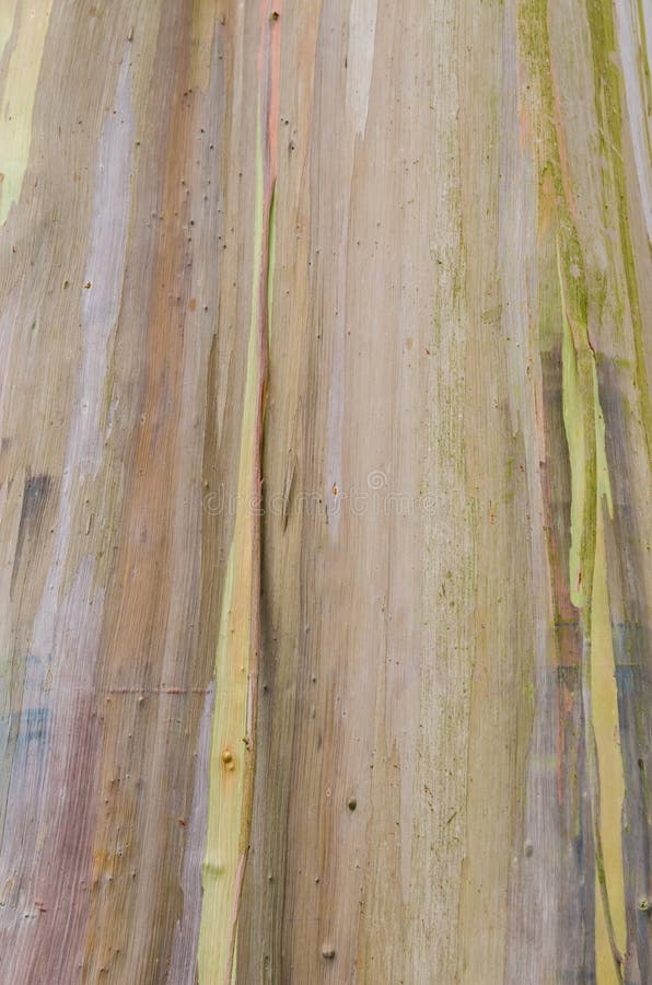 Colorful Trunk of the Rainbow Eucalyptus Tree. Stock Photo - Image of ...